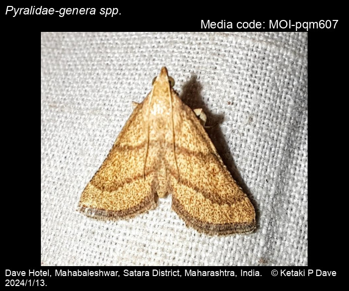 Pyralidae-genera spp. | Moths